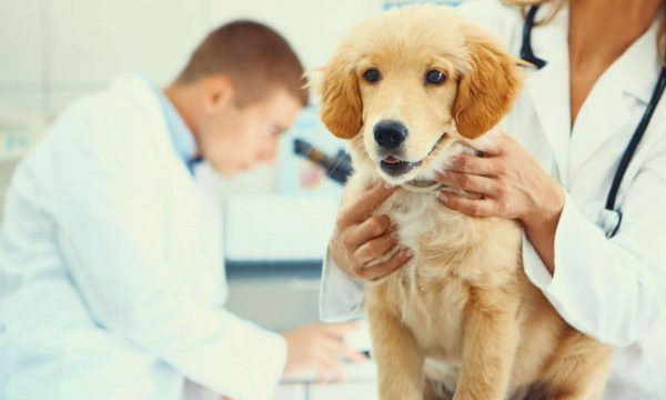Pododermatite chez le Chien : Causes, Symptômes, Traitements