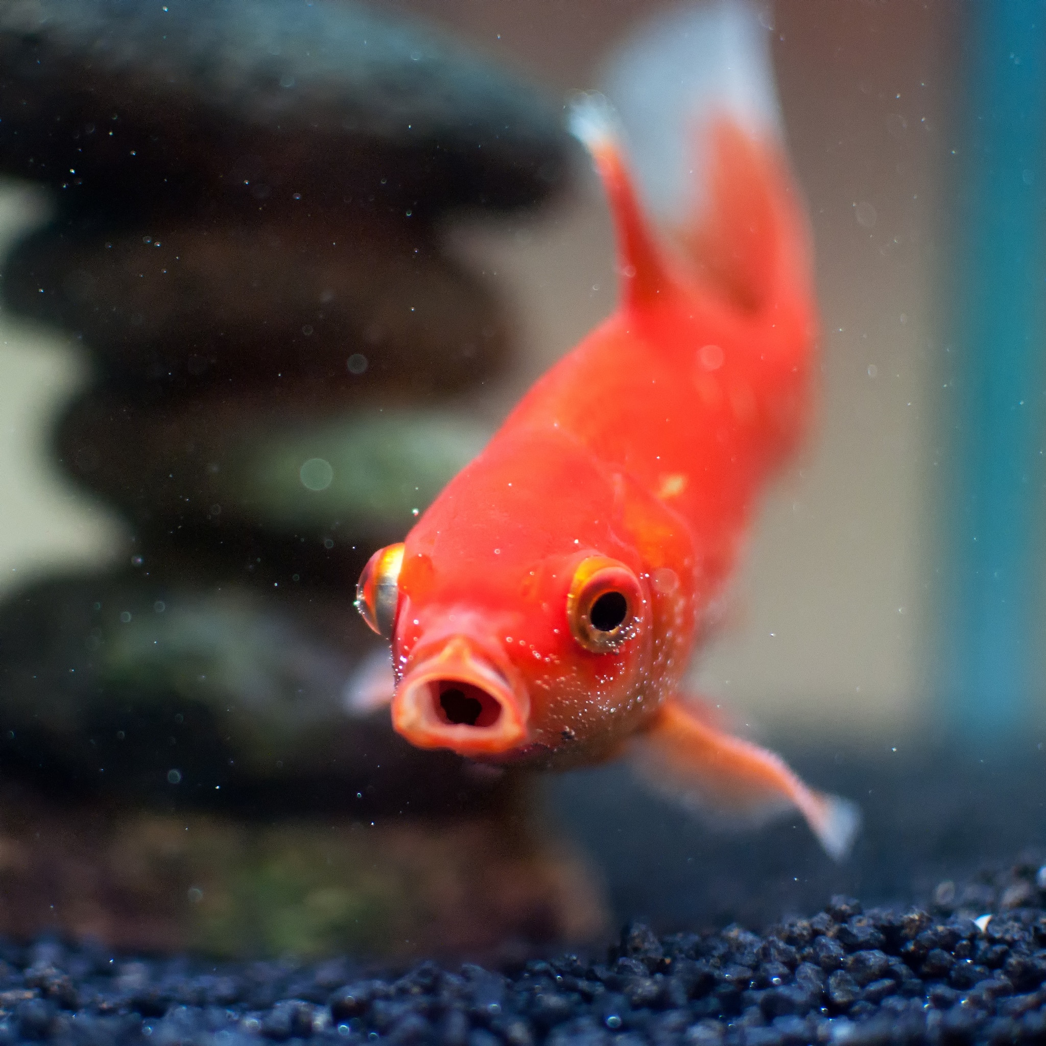 Quelle eau choisir pour un poisson rouge