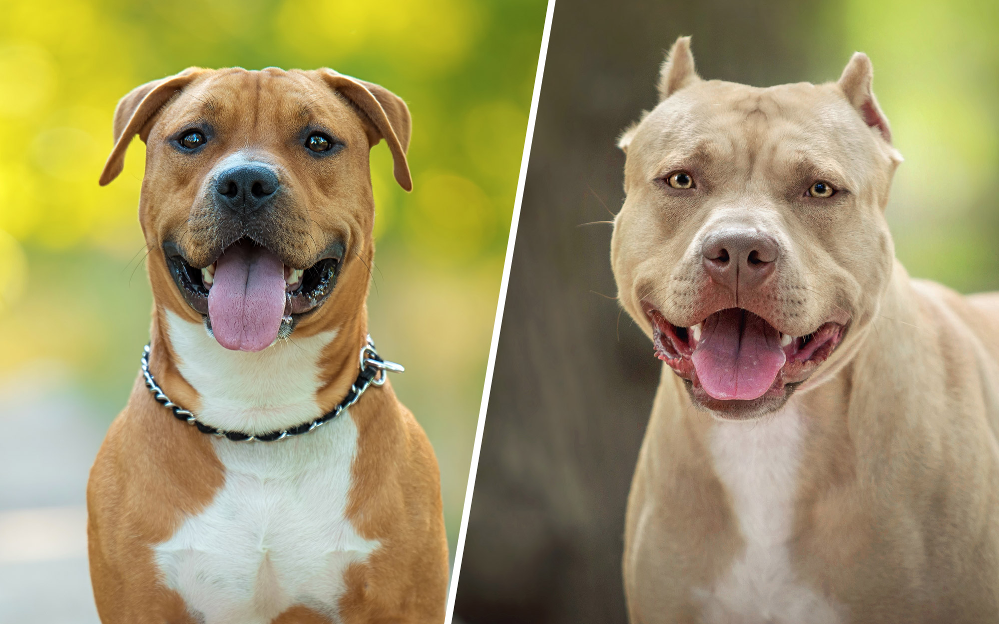 Différence entre l'Amstaff et le Pitbull : comment les reconnaître