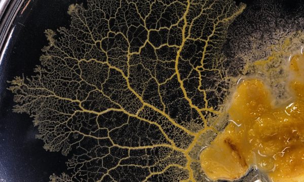 Blobfish : Tout Savoir sur le poisson le plus moche