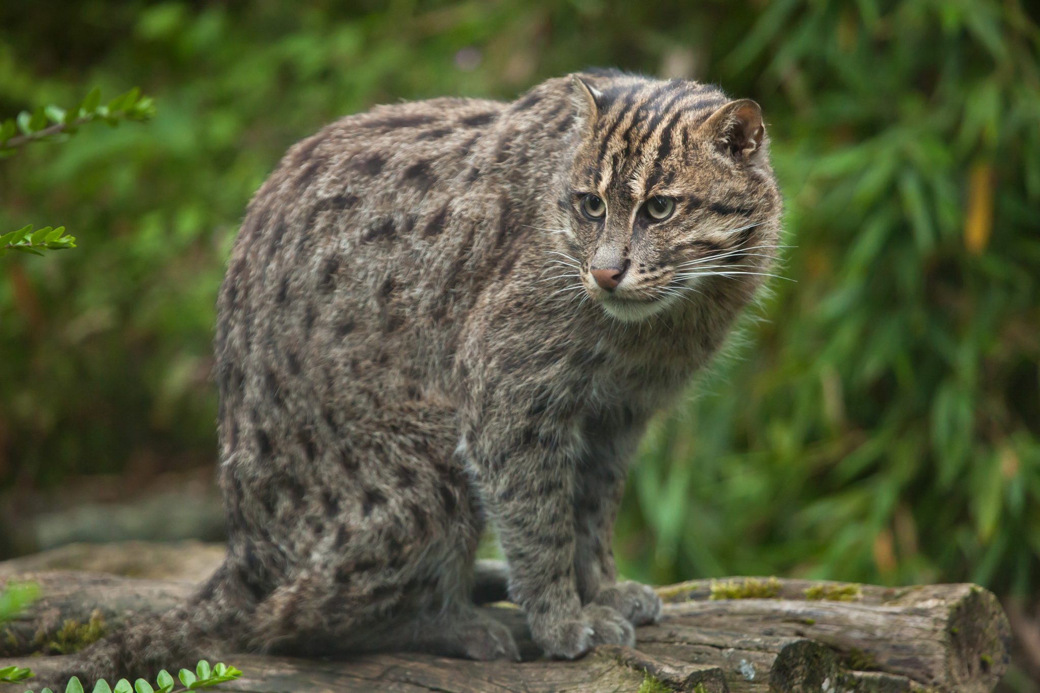 Chats sauvages : 12 races à découvrir