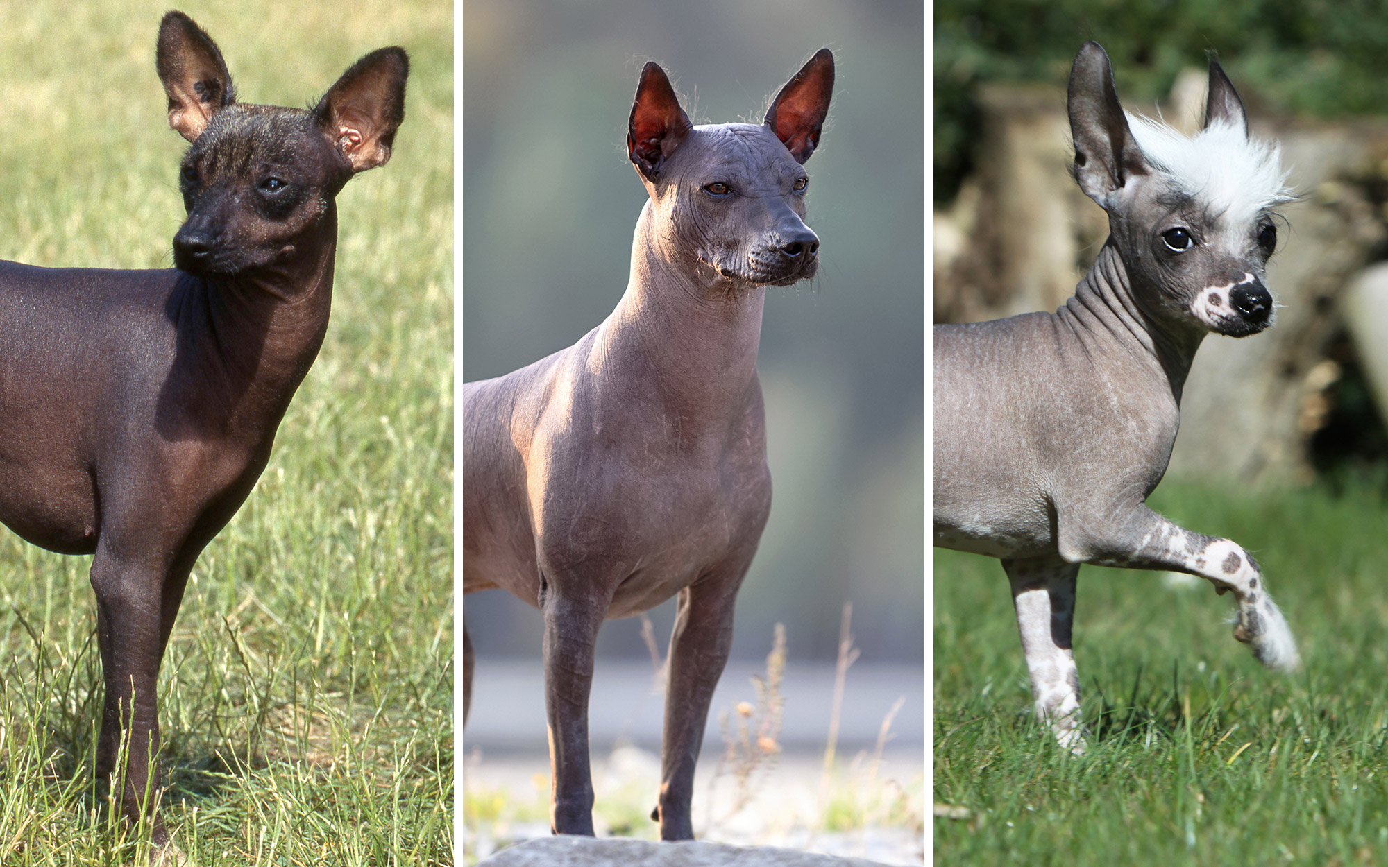 Chiens nus : particularités, races et conseils d’adoption