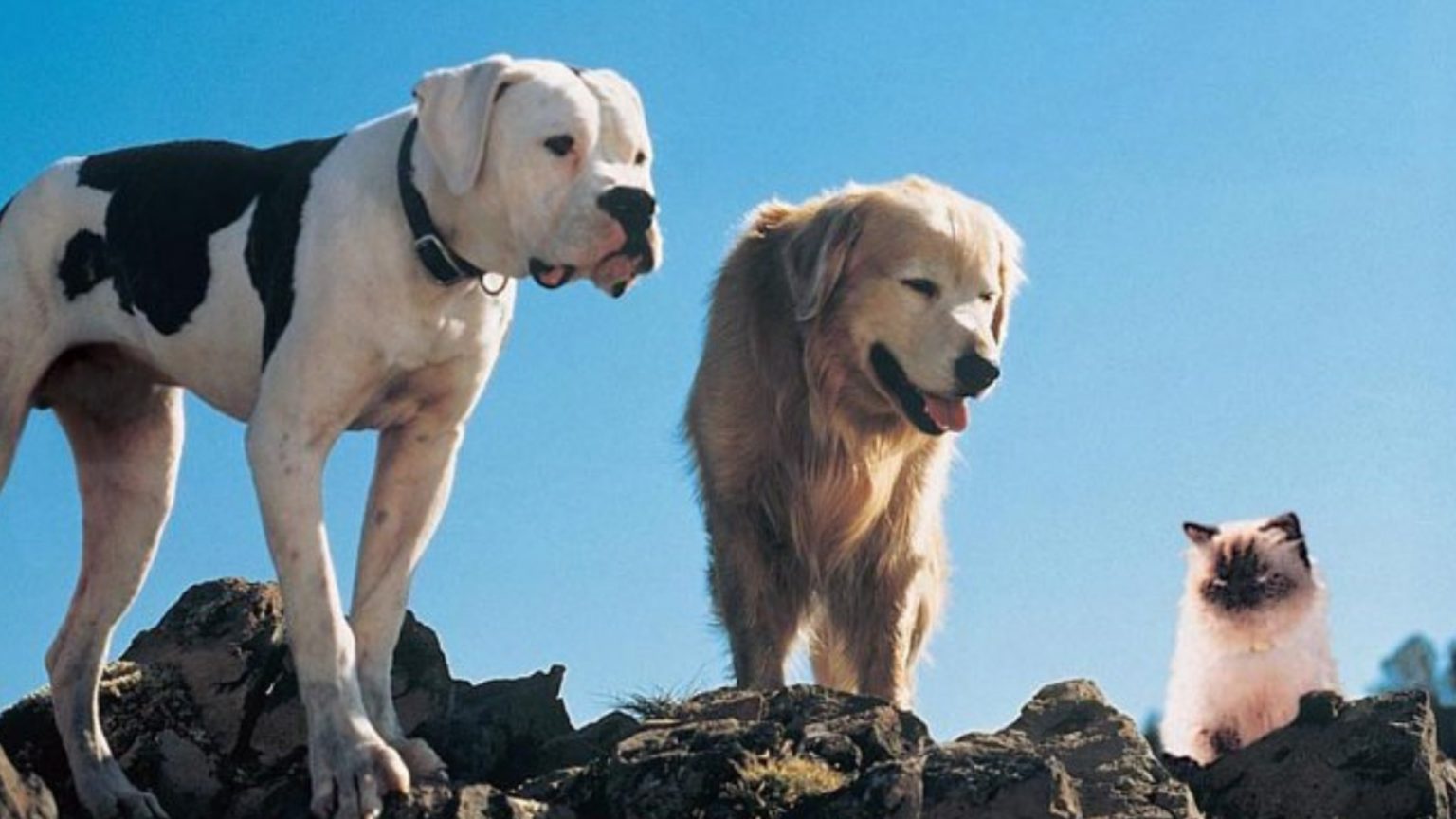 Top 14 des Films avec des Chiens