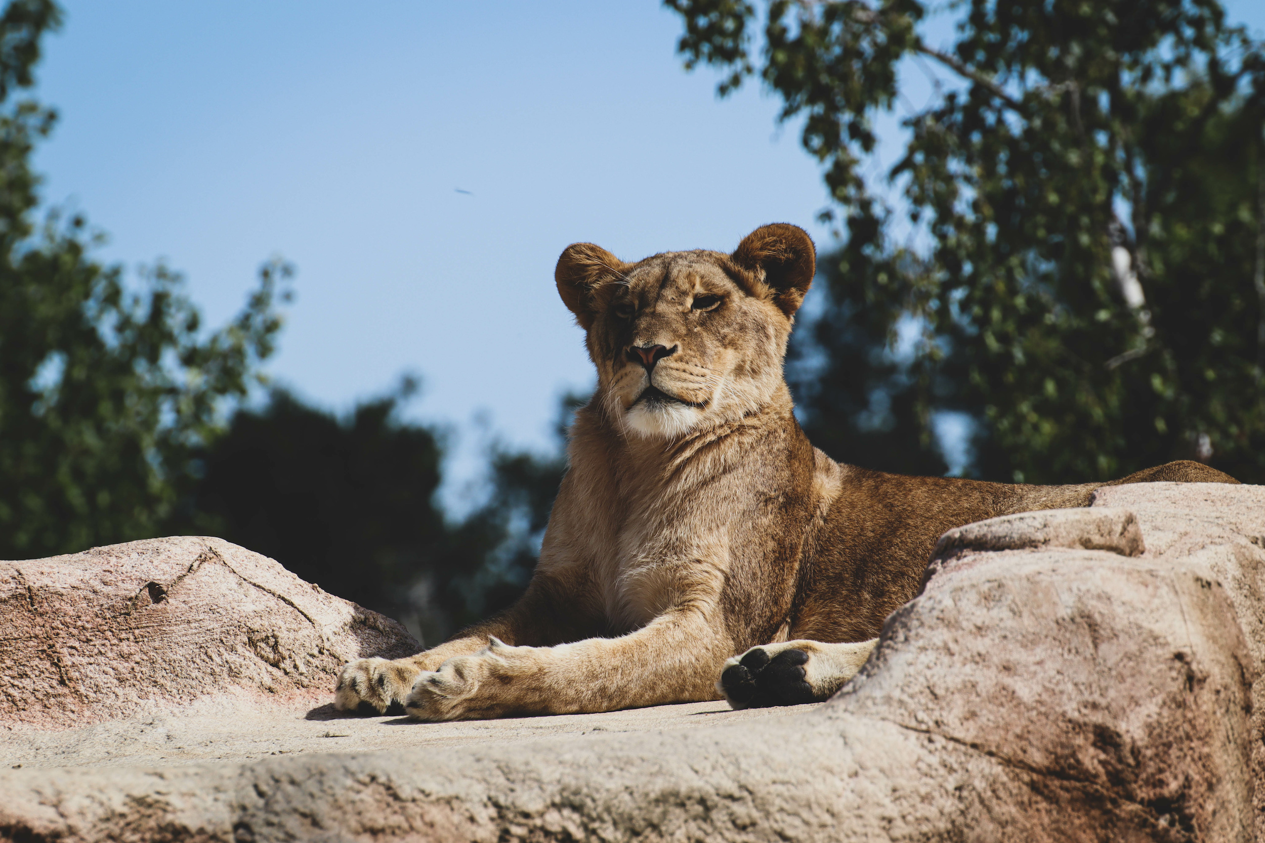 Quels animaux voir dans les Zoos de France