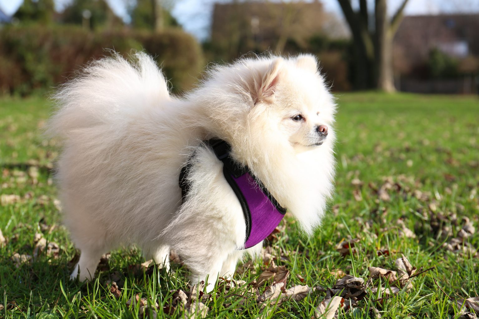 Chiens nains : Top 10 races de chiens miniature