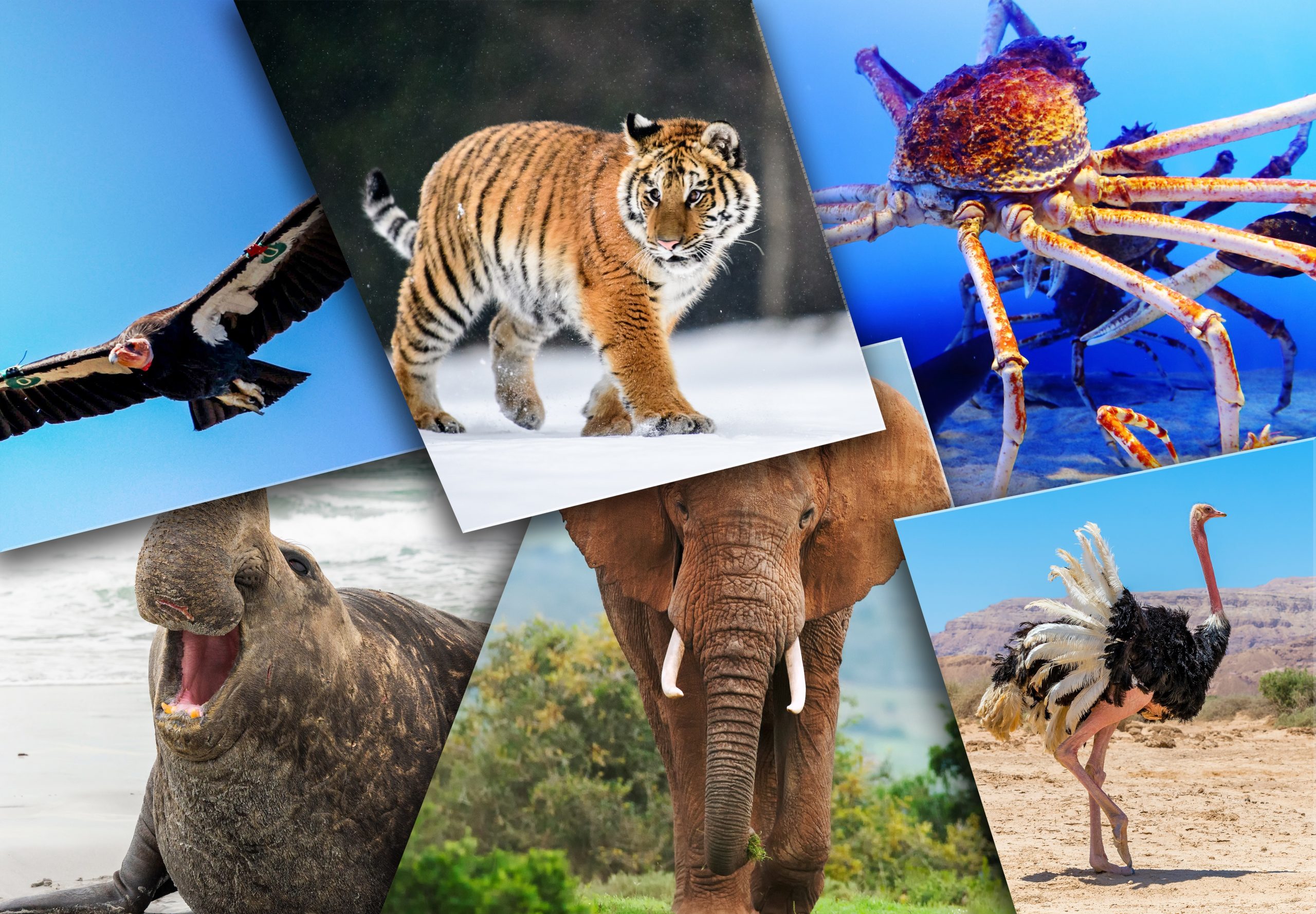 Tableau Des Plus Gros Animaux Du Monde