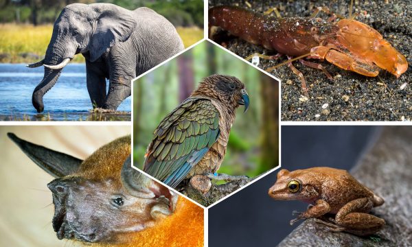 Top 10 animaux qui s’aiment pour la vie