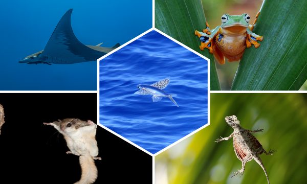 Hibernation des animaux : Top 10 Espèces qui hibernent