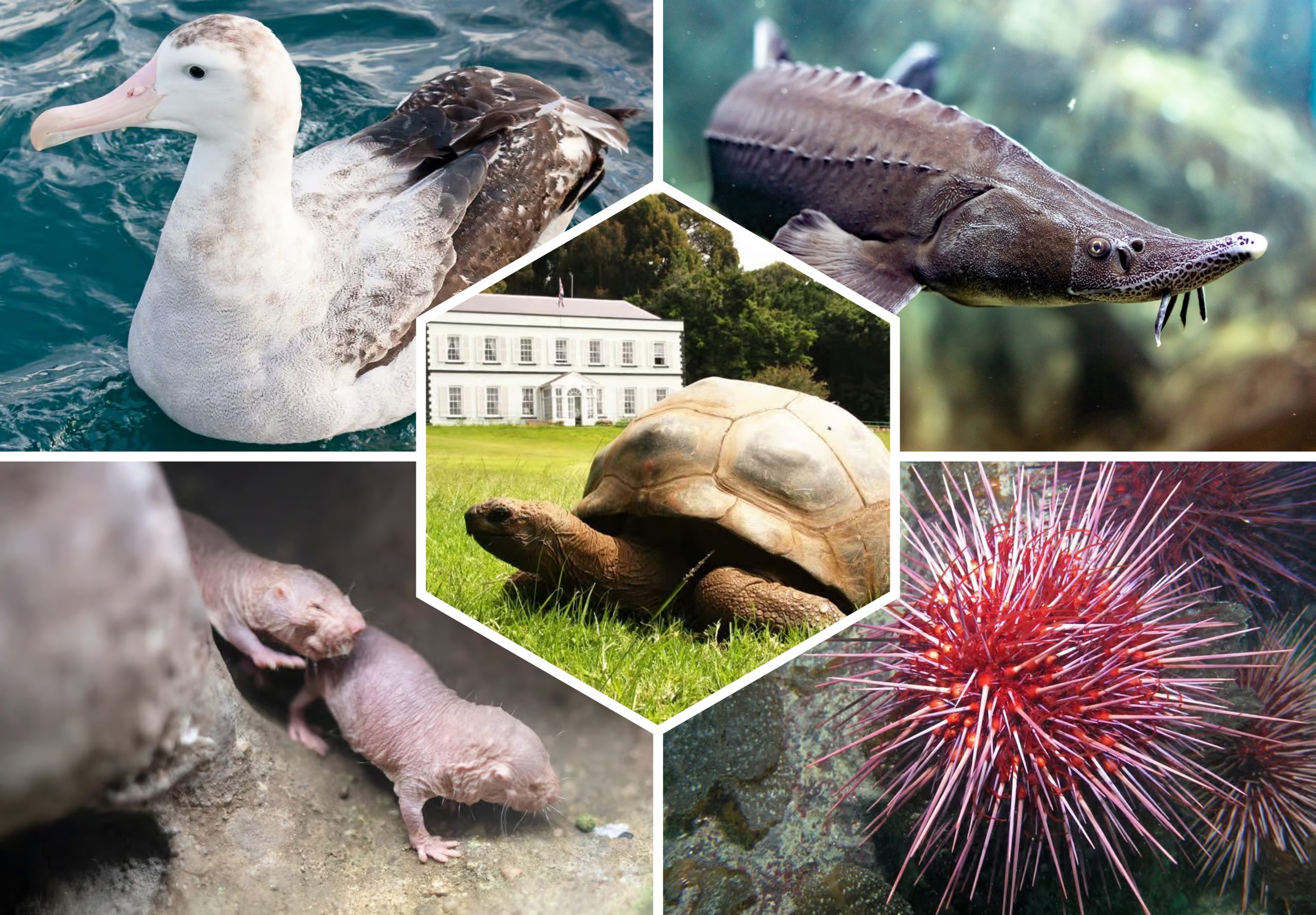 Quel Animal vit le plus longtemps ? Top 8 espèces à découvrir