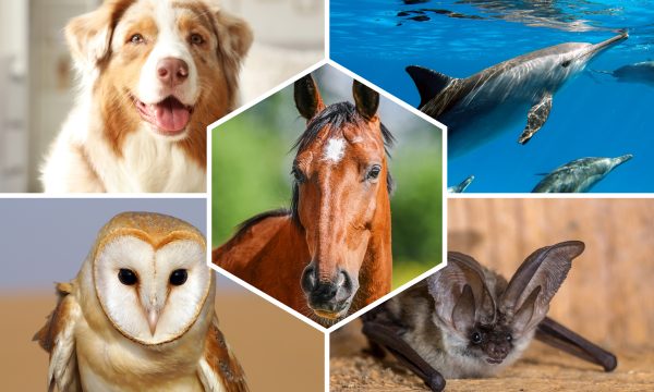 Top 10 Animaux les plus beaux du Monde