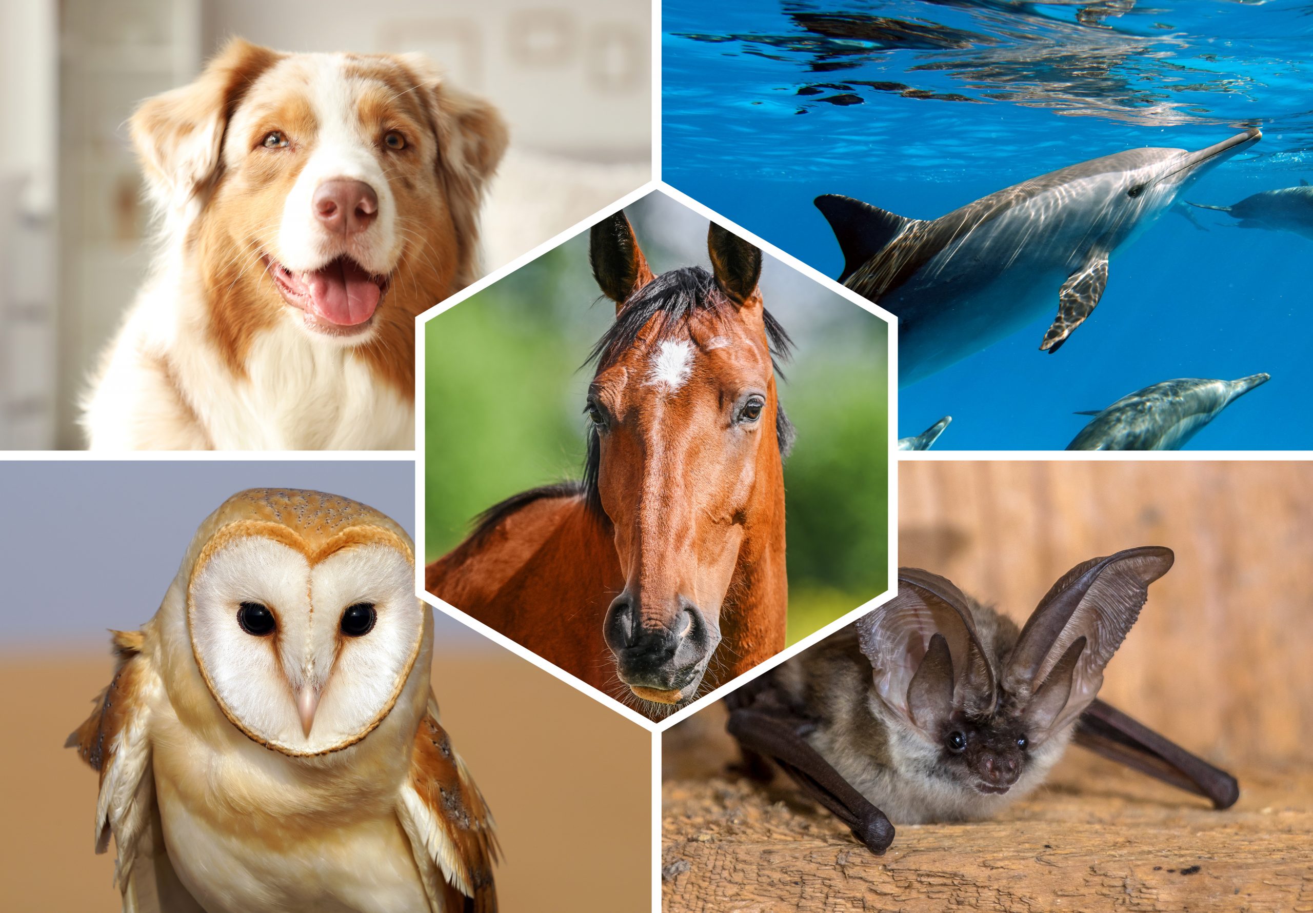 Top 10 des Animaux à l'Ouïe Exceptionnelle
