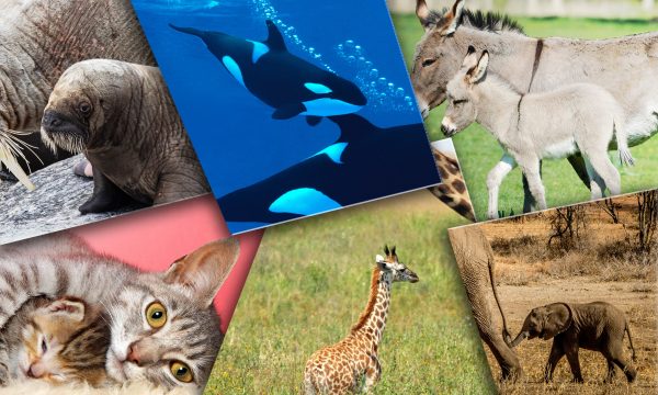 Top 10 animaux qui s’aiment pour la vie
