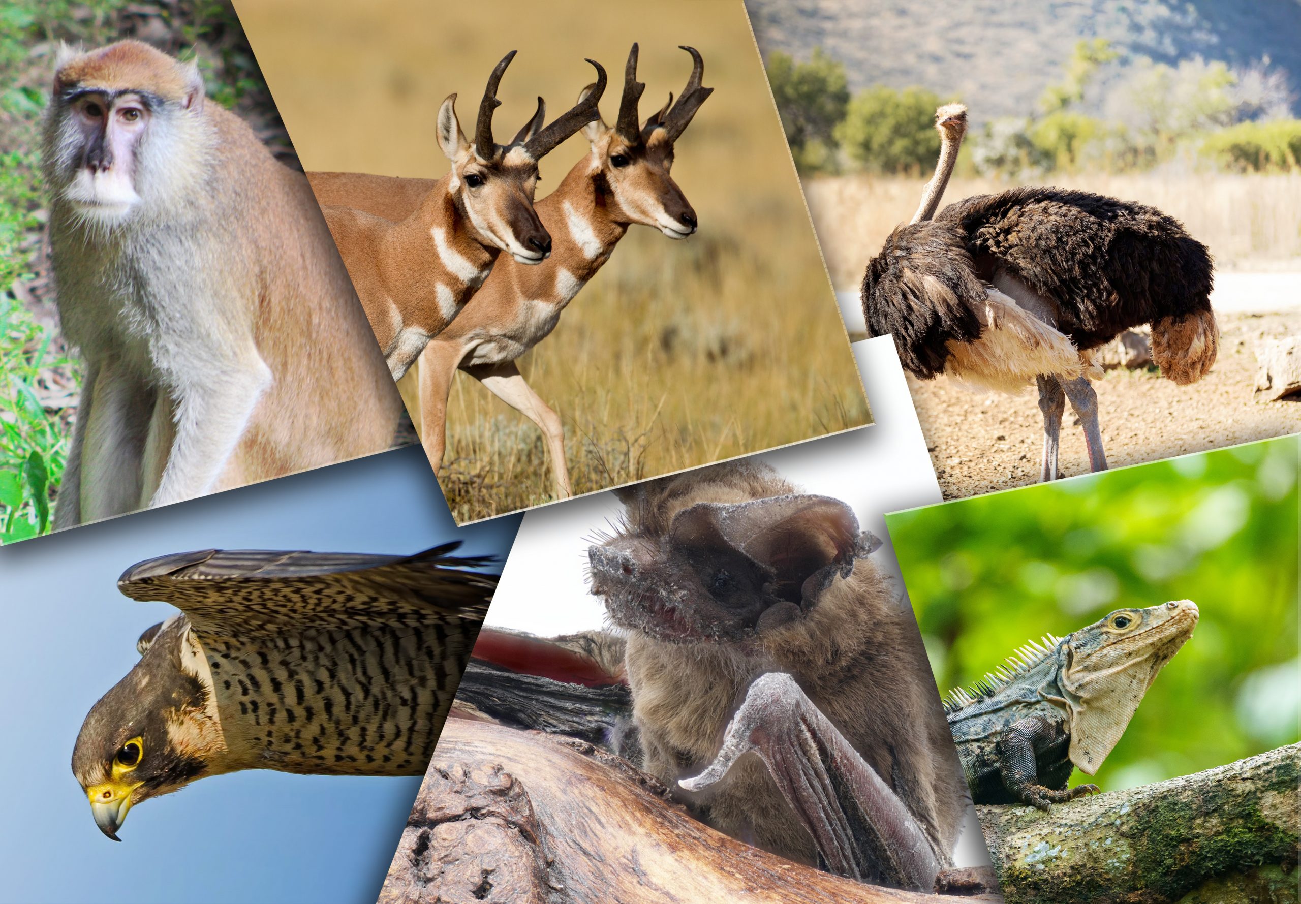 Top 10 des Animaux les plus rapides au monde