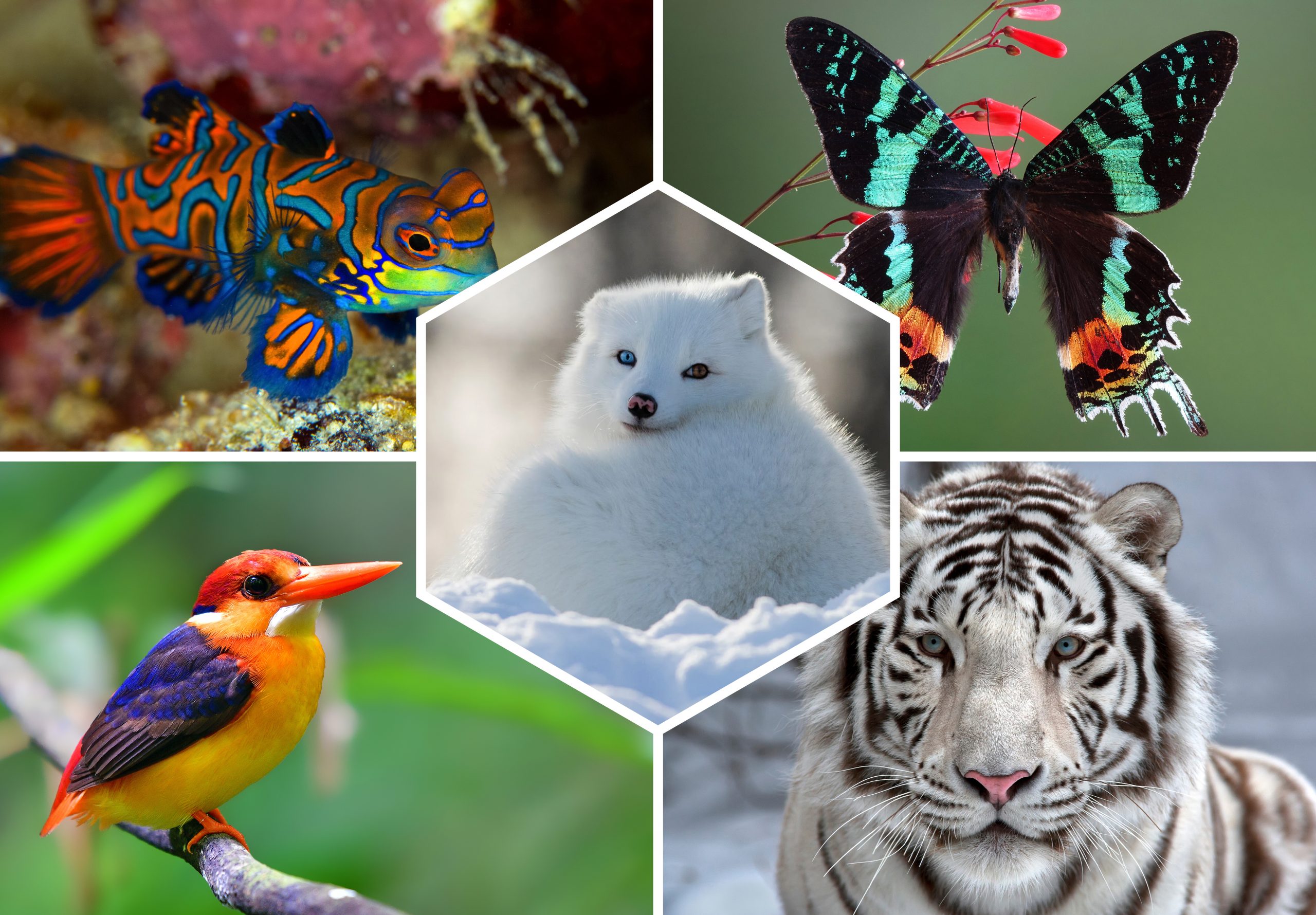 Top 10 Animaux les plus beaux du Monde