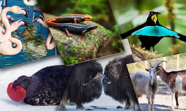 Hibernation des animaux : Top 10 Espèces qui hibernent