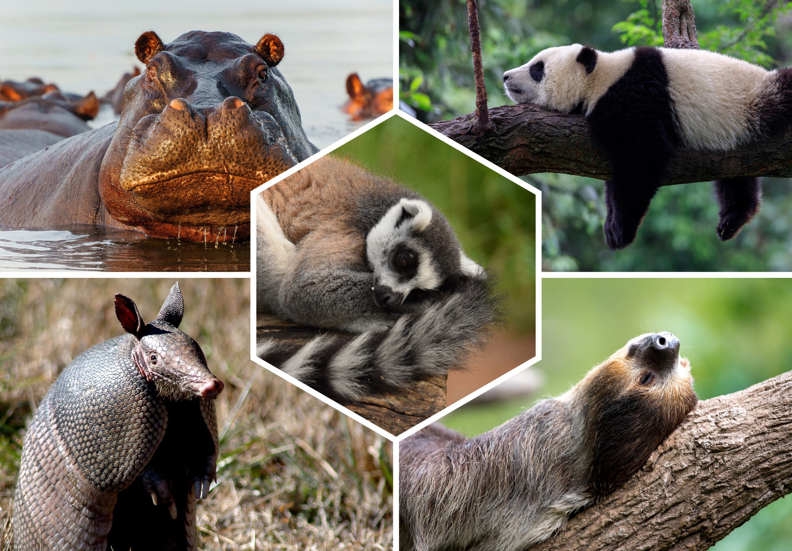 Top 14 Animaux Paresseux — Les espèces les plus fainéantes