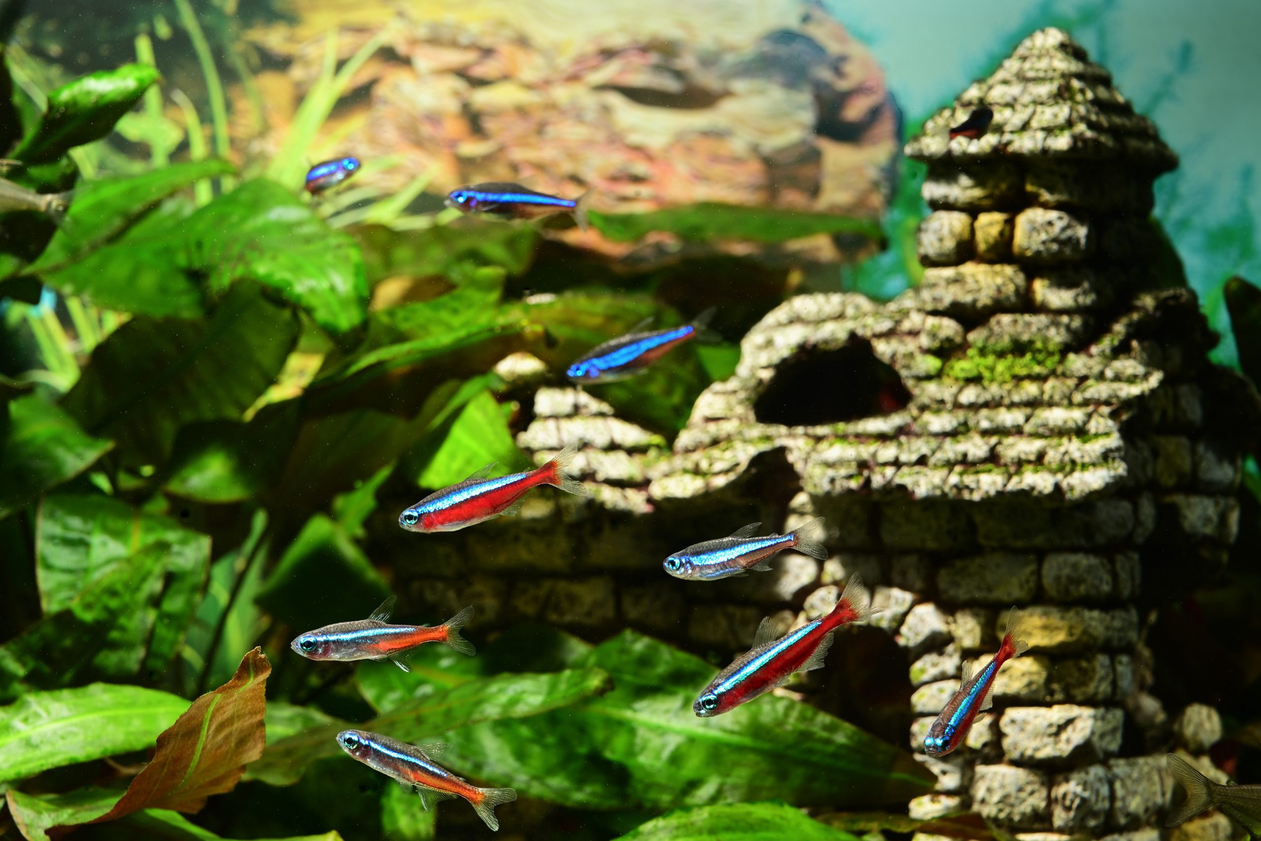 Comment installer son aquarium de A à Z