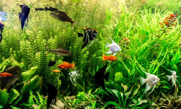 Axolotl : tout savoir sur cette espèce incroyable