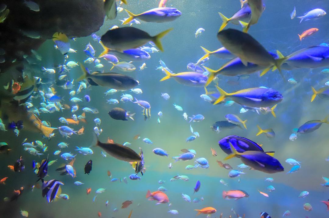 Quels poissons choisir pour débuter un aquarium