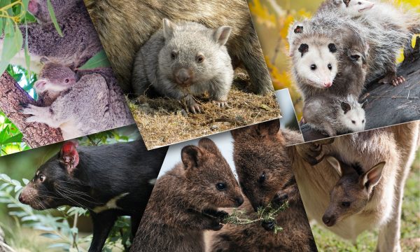 Top 10 animaux qui s’aiment pour la vie