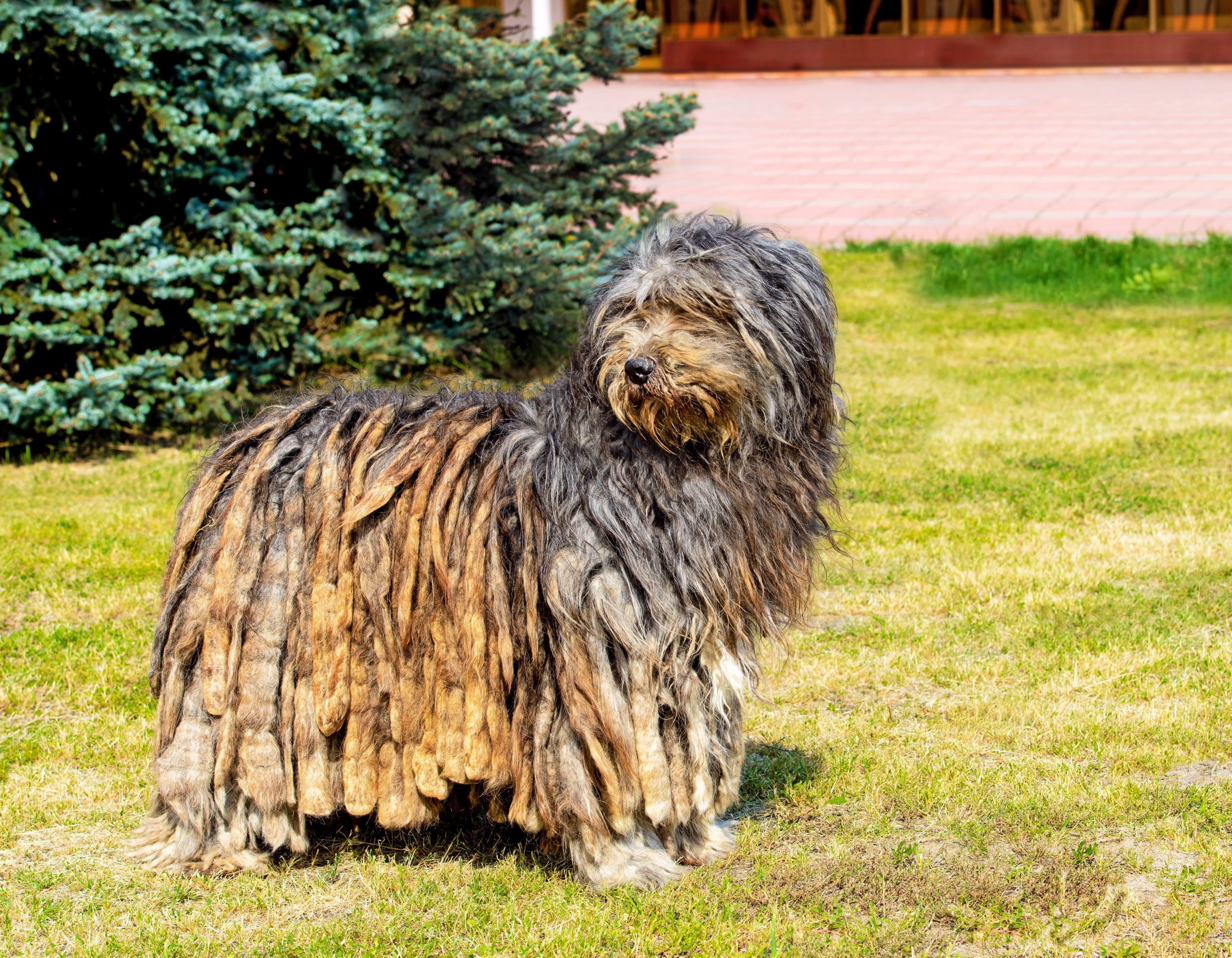 Chiens Les Plus Rares Au Monde 18 Races D couvrir Chiens Les Plus Rares Au Monde 18 Races D couvrir