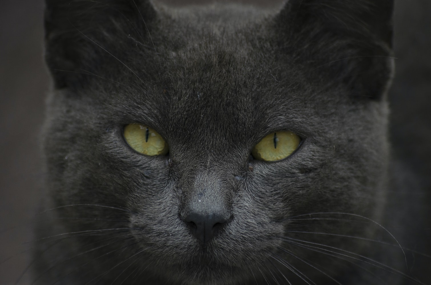 Les Chats voient-ils dans le Noir ? — Autour des animaux Les Chats voient-ils dans le Noir ? — Autour des animaux