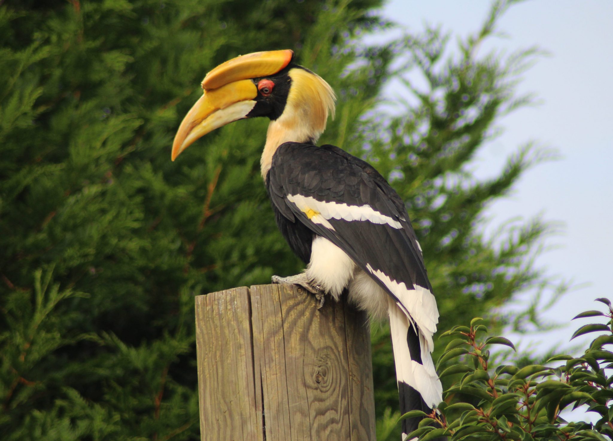 Les Calaos : Tout Savoir sur cette famille d'oiseaux