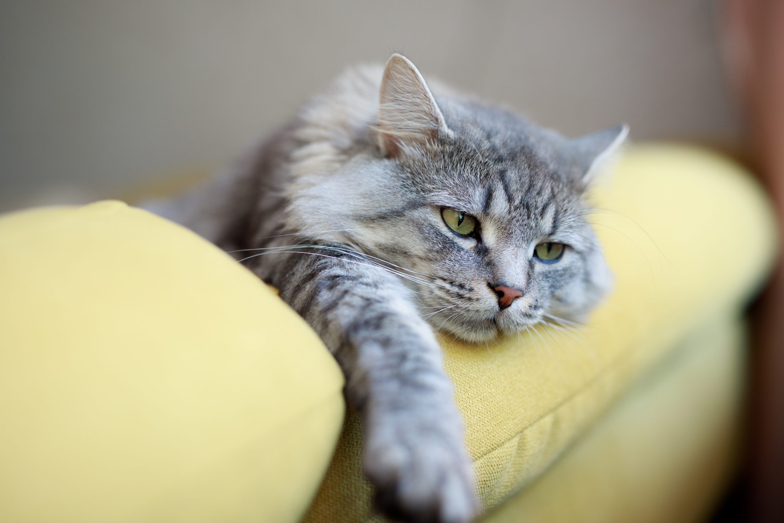 La leucose féline (FeLV) : Symptômes et Traitements