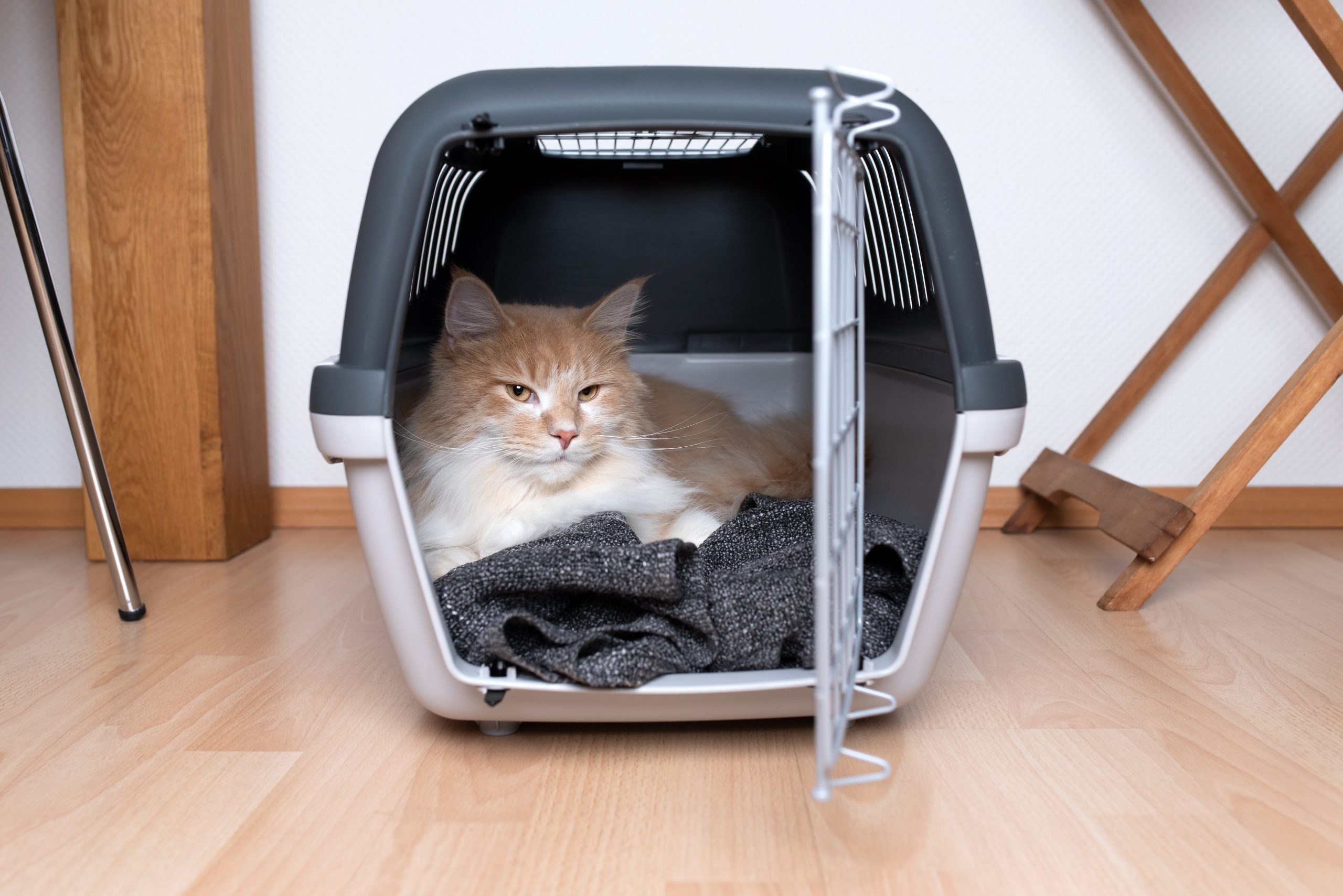 Comment choisir la cage de transport de son chat
