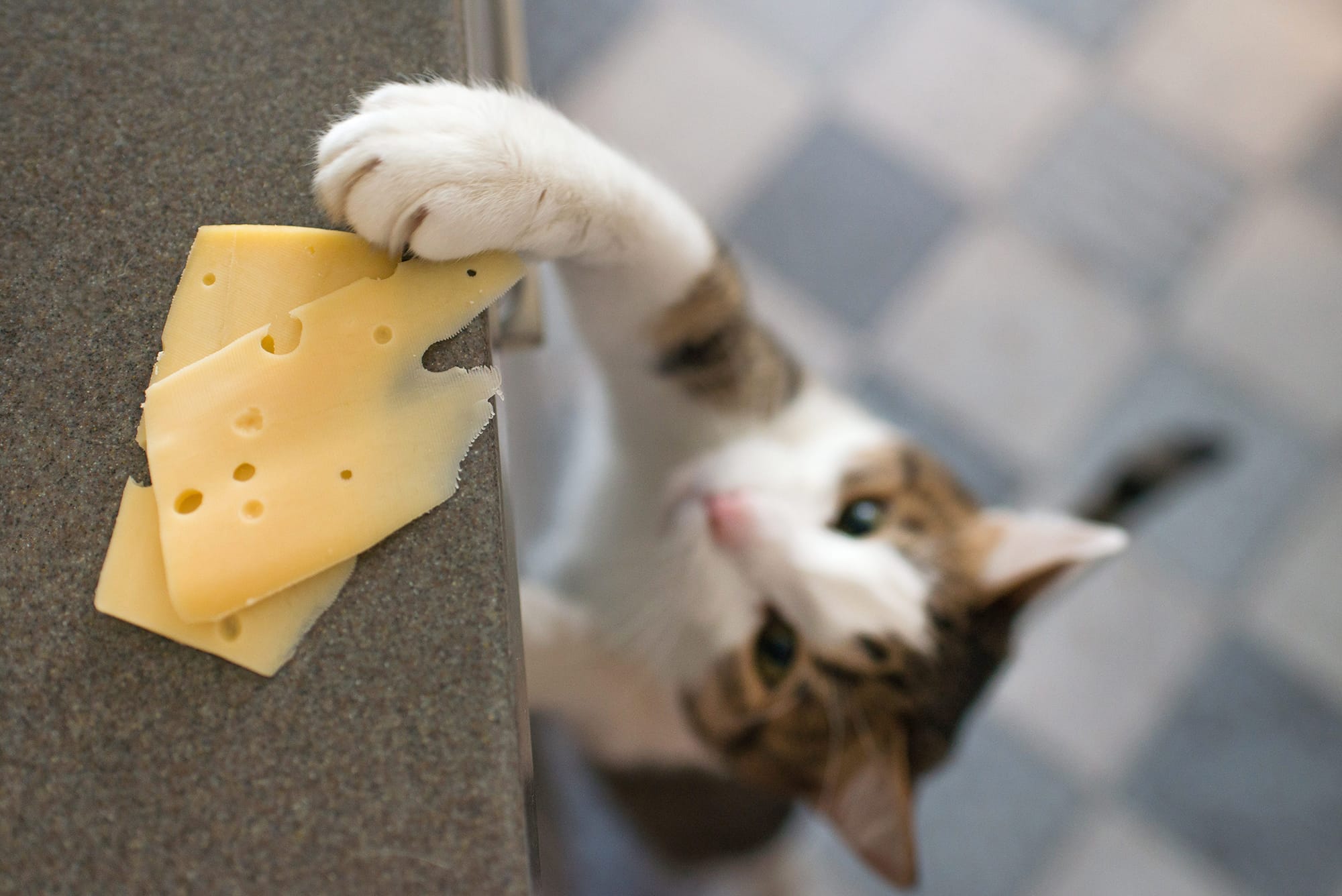 Le Chat peut-il manger du Fromage ? - Alimentation du chat — Autour Des ... Le Chat peut-il manger du Fromage ? - Alimentation du chat — Autour Des ...