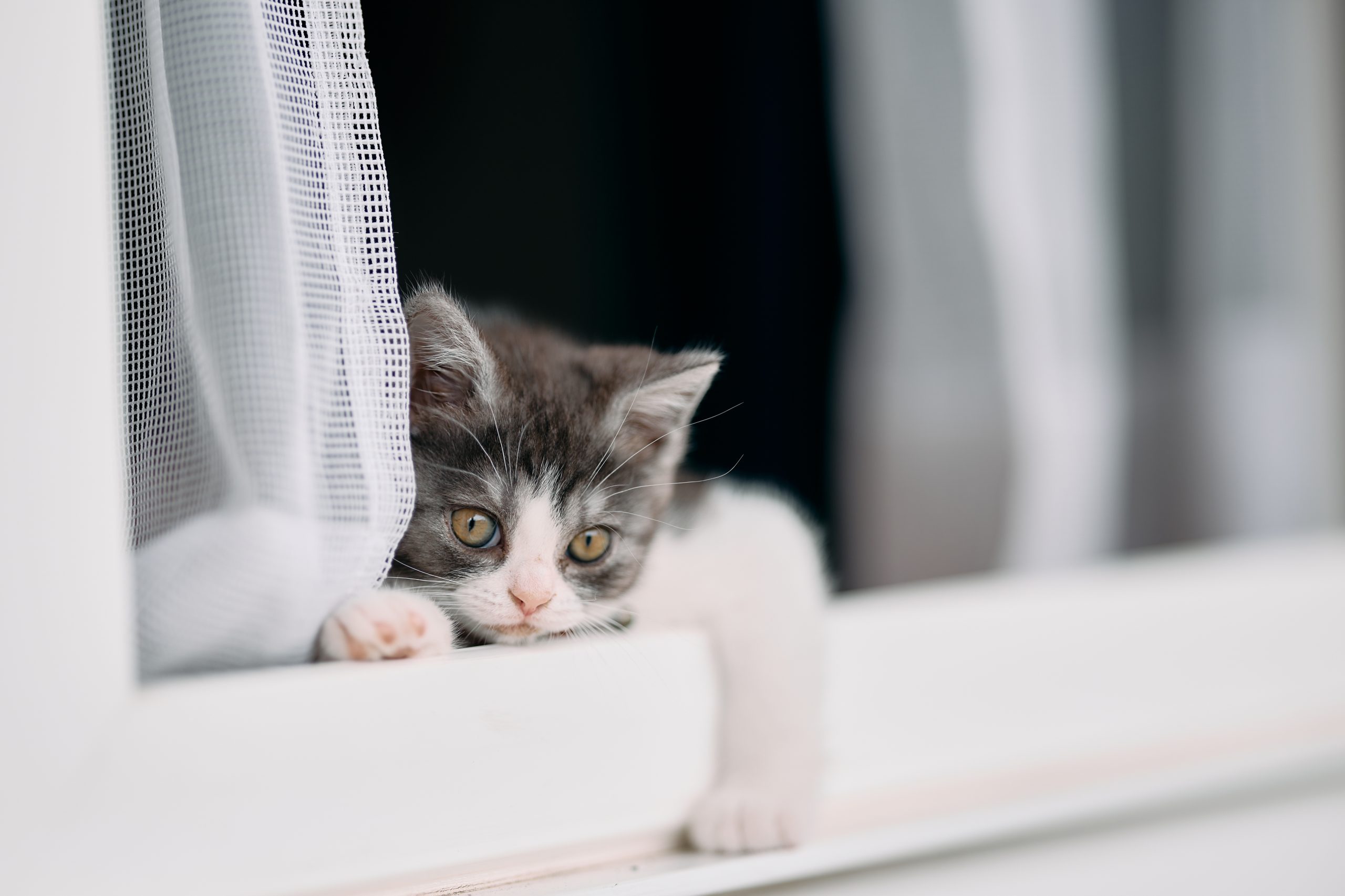 Laisser son chaton sortir pour la première fois