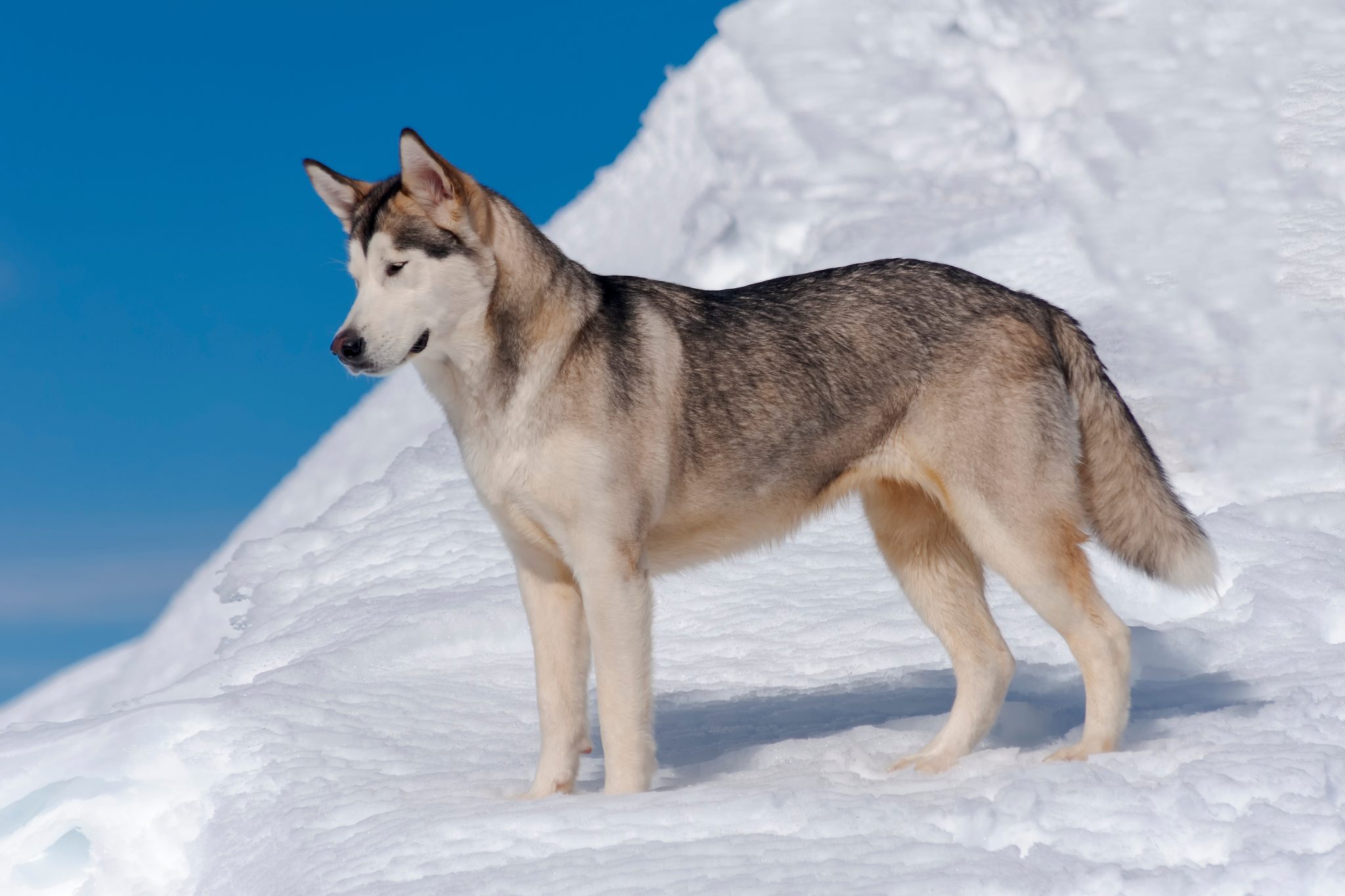 Chiens-loups : Top 5 races de chiens qui ressemblent aux loups — Autour des animaux