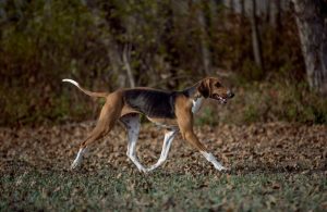 Chien de chasse : 65 races à connaître