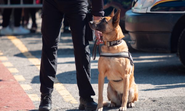 Chiens Interdits en France : Réglementation & Obligations