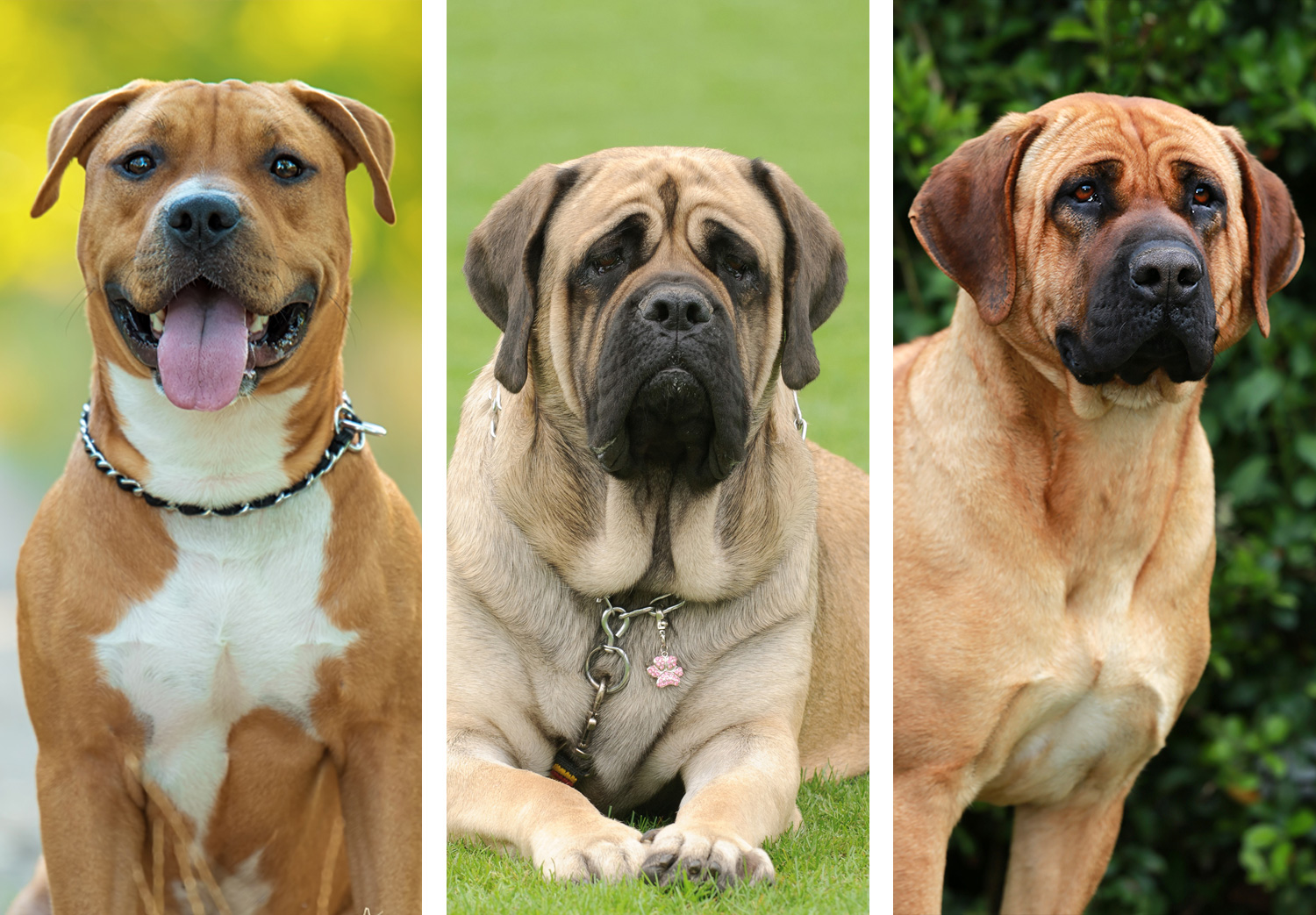 Chiens Interdits en France : Réglementation & Obligations