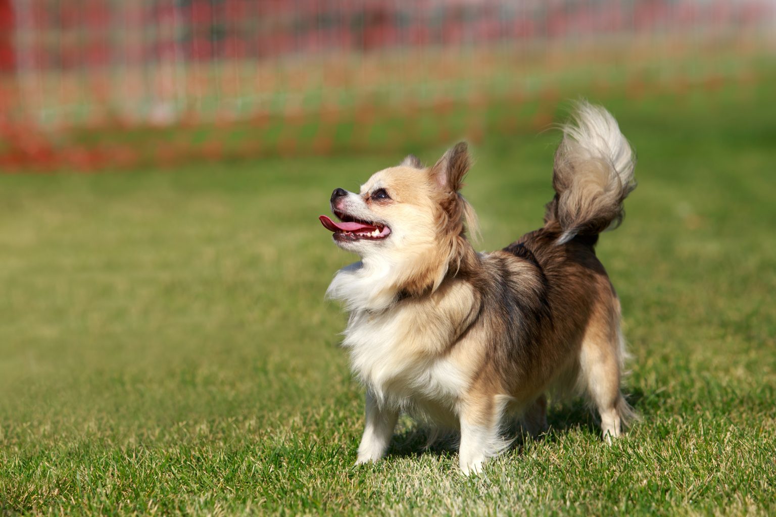 Chiens nains : Top 10 races de chiens miniature
