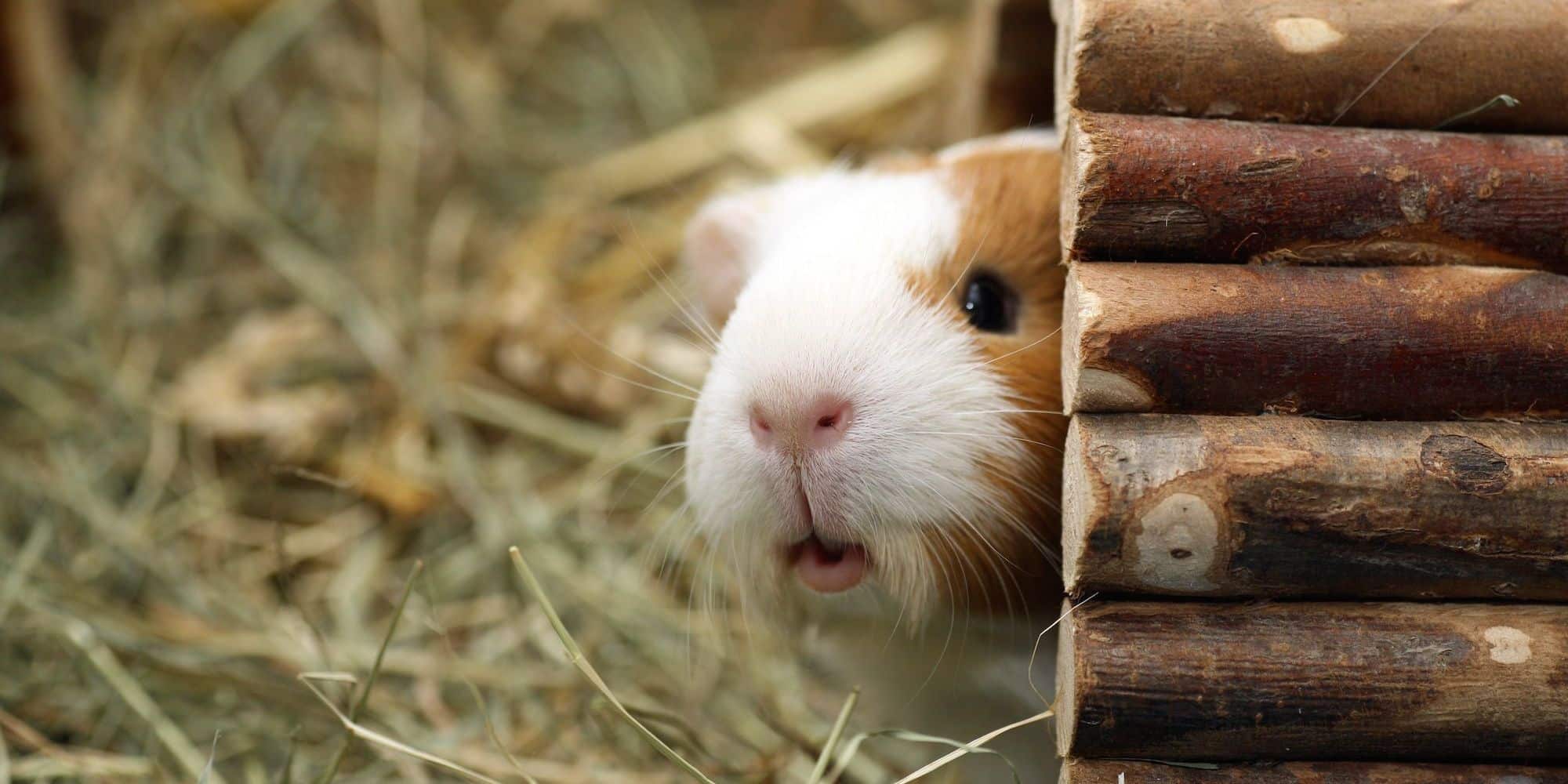 Cochon d'Inde : 10 questions à se poser avant d'adopter — Autour des ...