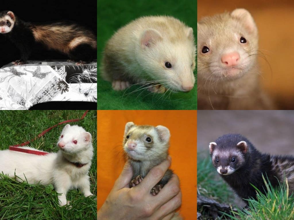 Couleurs des furets, robes et modèles - Furets — Autour des animaux