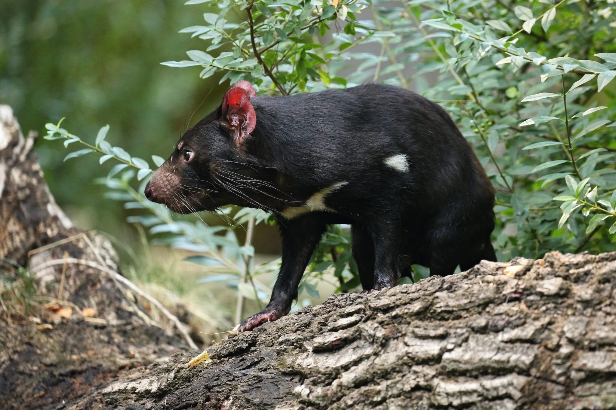 Top 10 des animaux les plus combattants du règne animal
