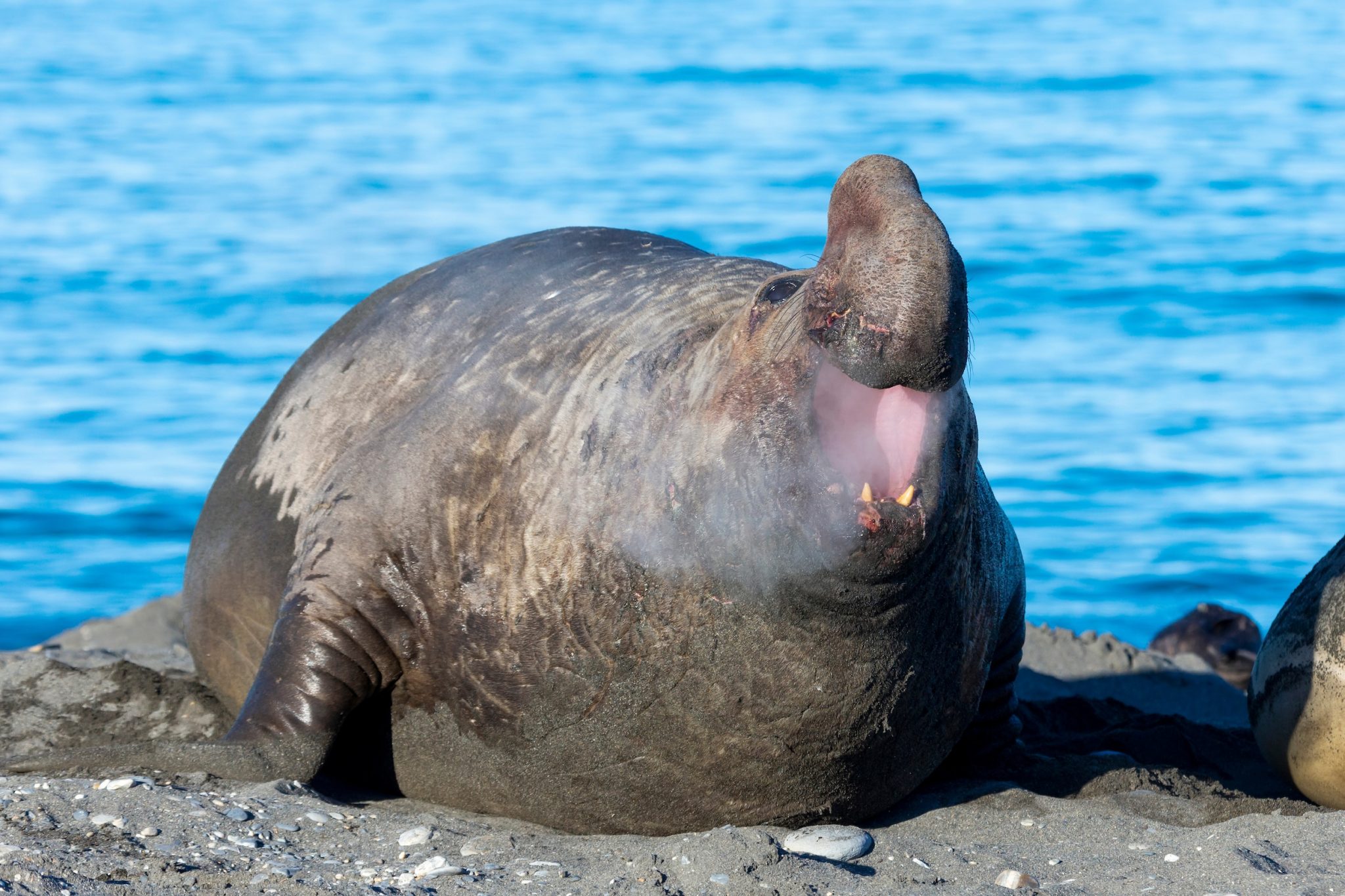 Animaux moches : Top 15 des espèces les plus laides