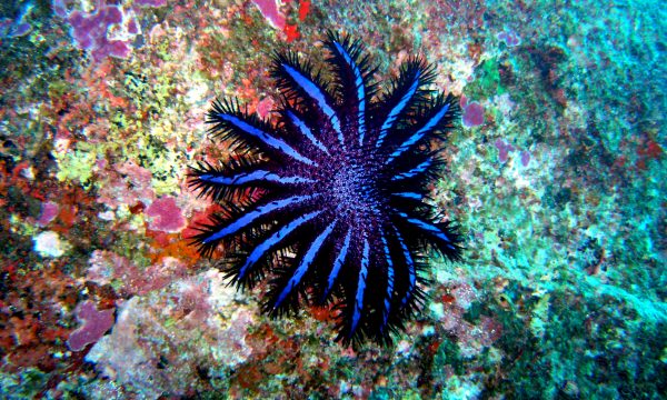 Hérisson : 6 faits à savoir sur ce petit mammifère