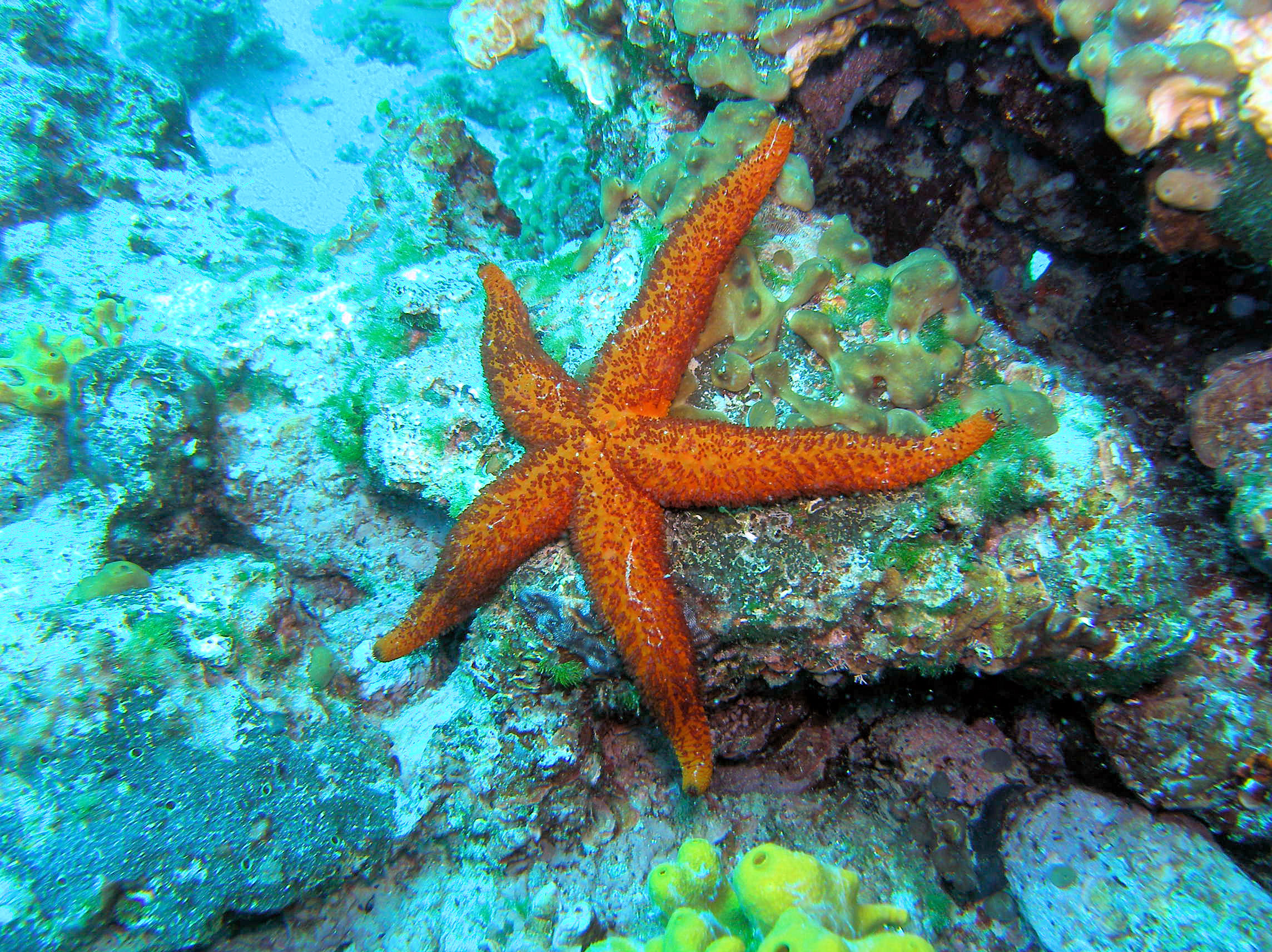 Top 20 faits étonnants sur l’étoile de mer