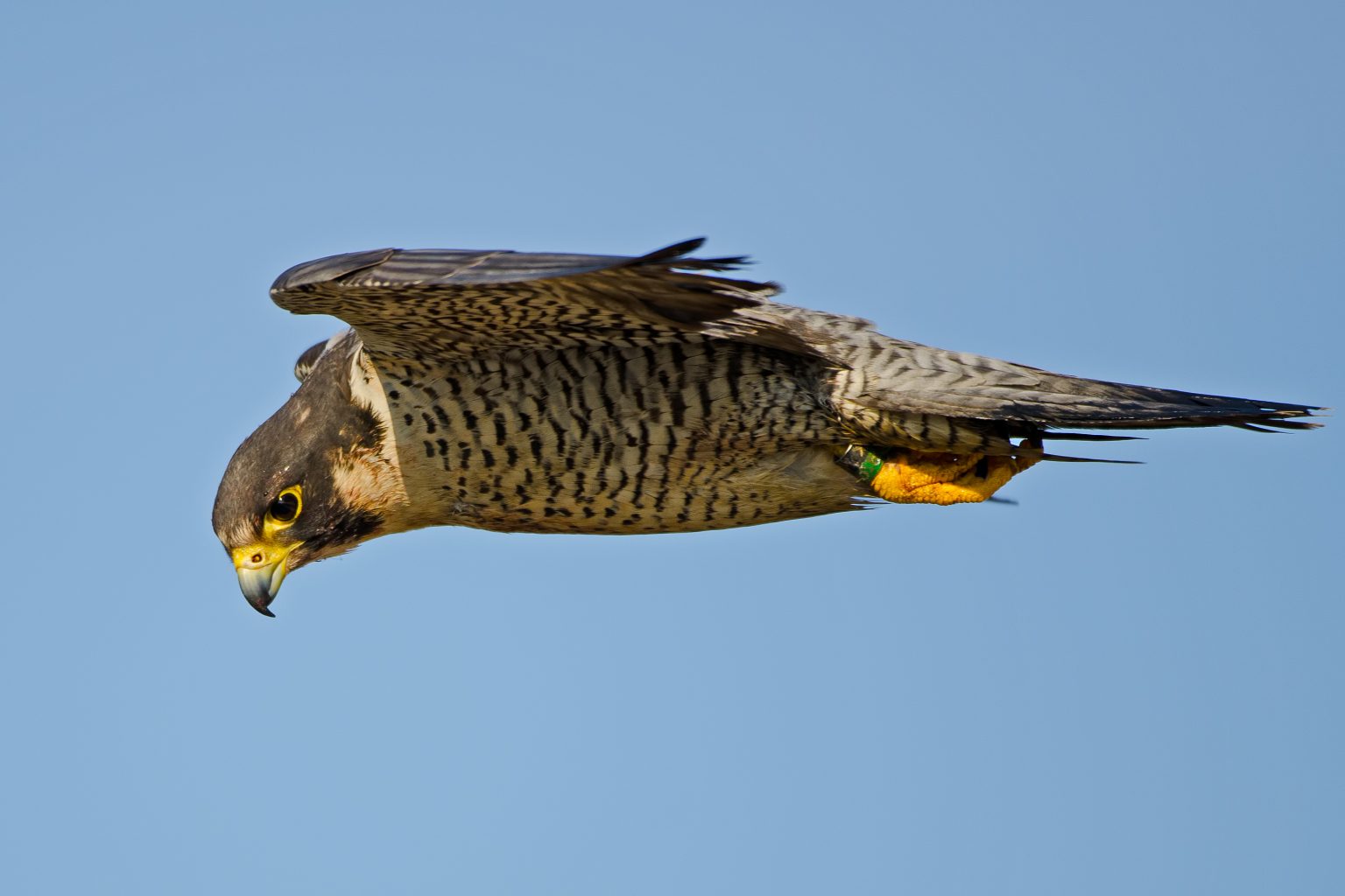 Top 10 des Animaux les plus rapides au monde