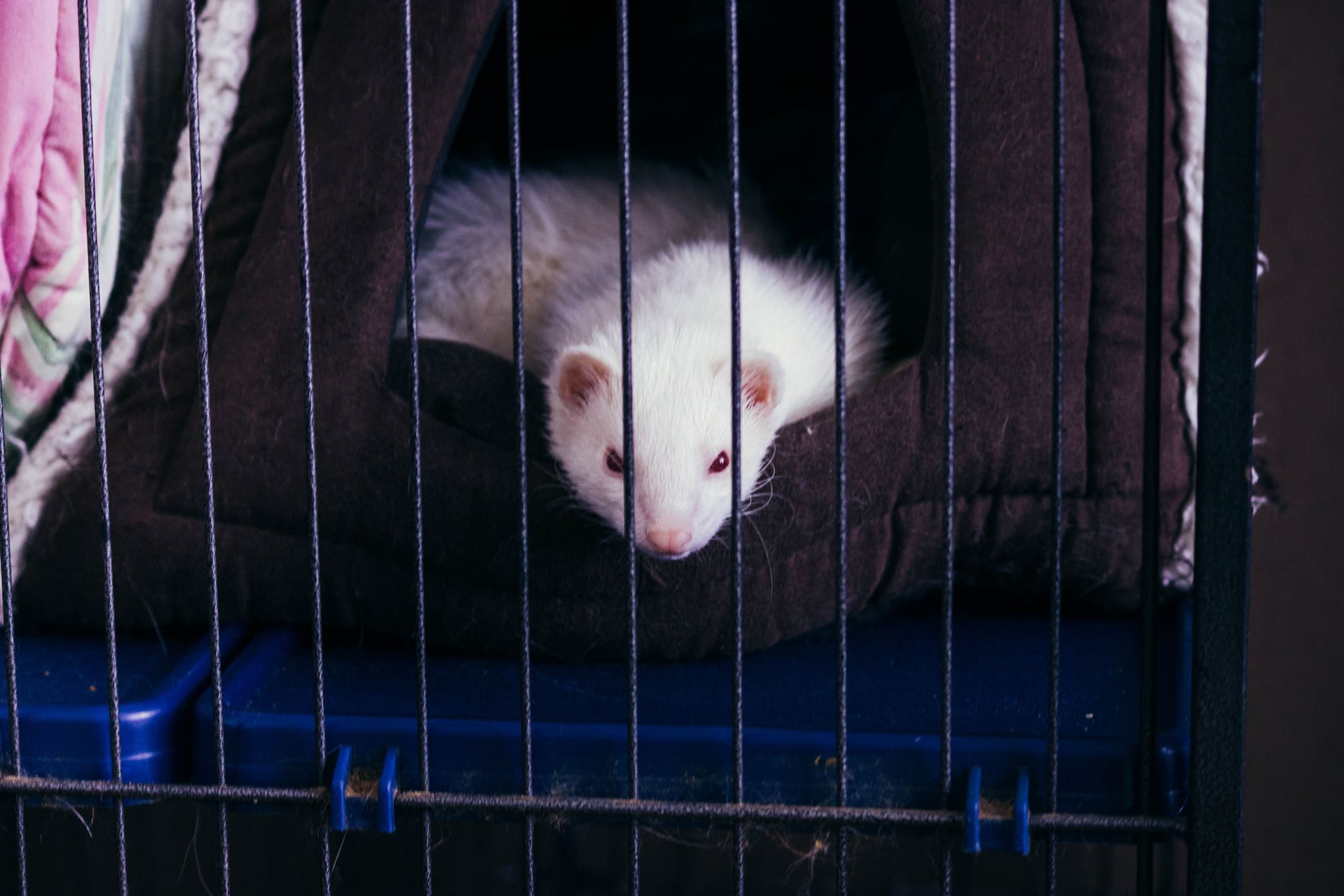 Cage du furet : la choisir et l'aménager - Furets — Autour des animaux