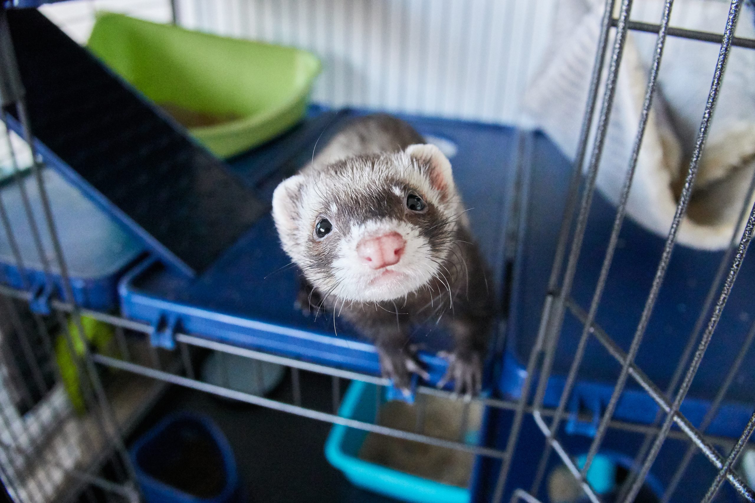 Cage du furet : la choisir et l'aménager - Furets — Autour des animaux