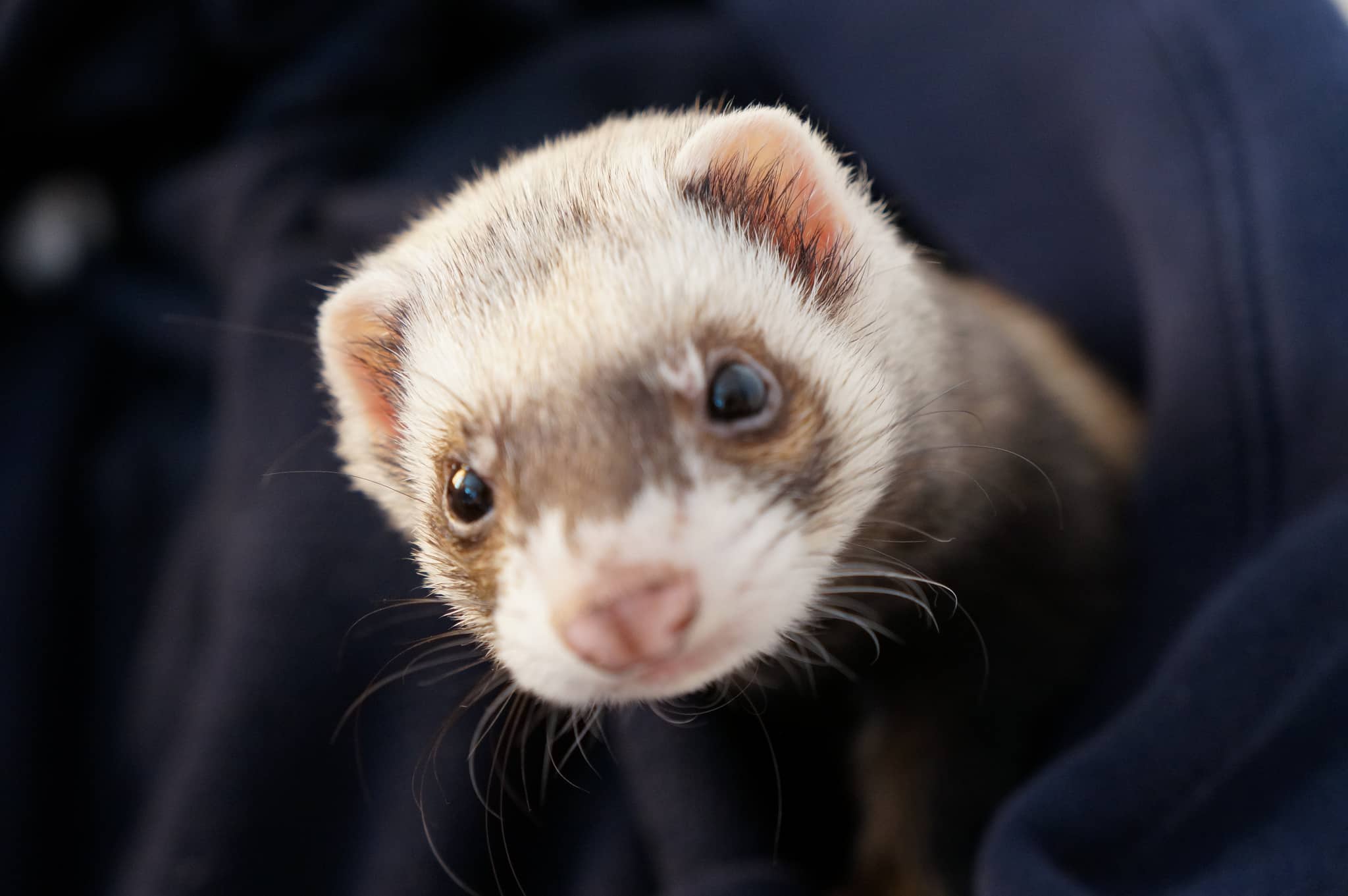 Stérilisation du furet - Sané des furets — Autour des animaux