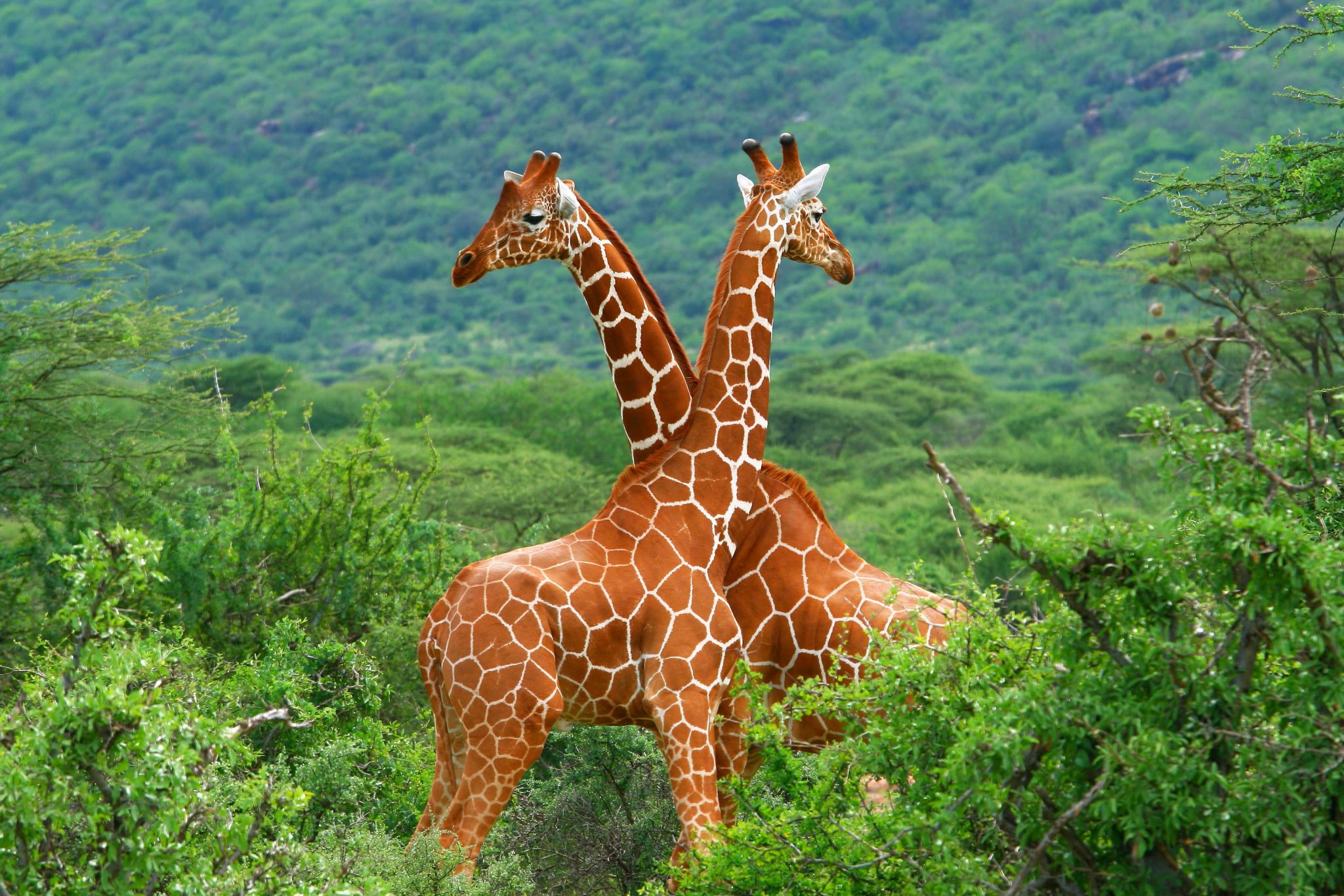 Quel animal est le plus grand ? Top 20 Animaux Géants