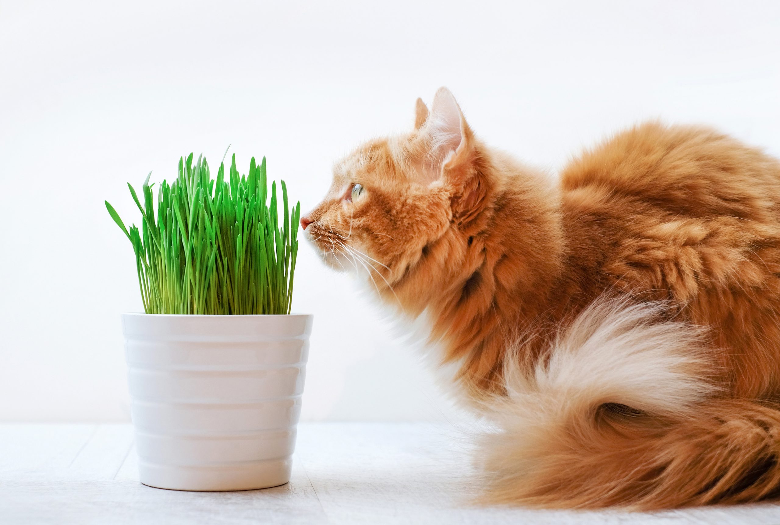 Herbe à chat : Tout Savoir sur ses effets et ses bienfaits