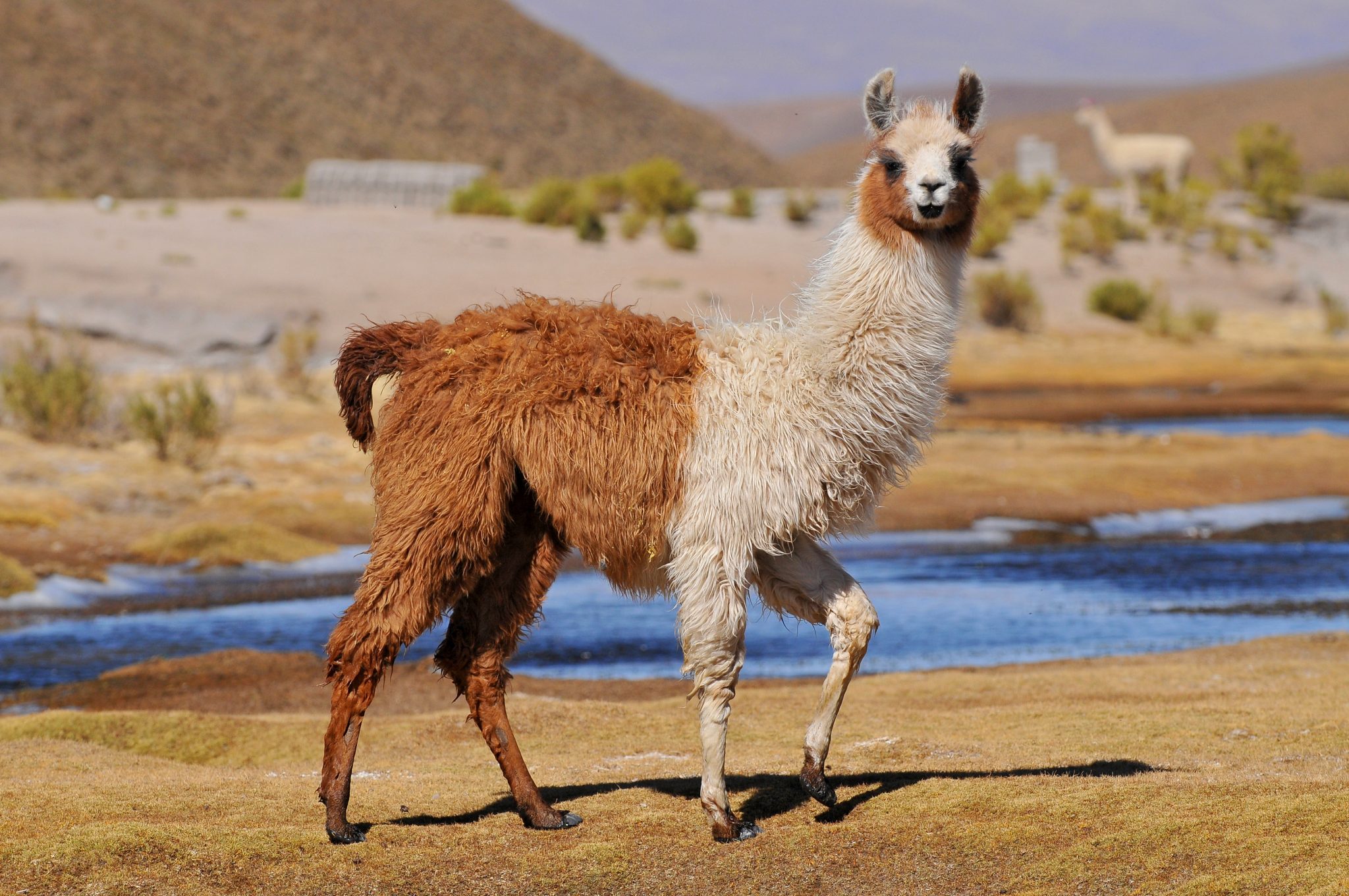 Lama VS Alpaga : quelles différences entre ces deux animaux