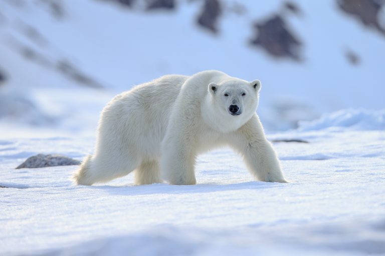 Tour du Monde des Animaux : 12 espèces à découvrir
